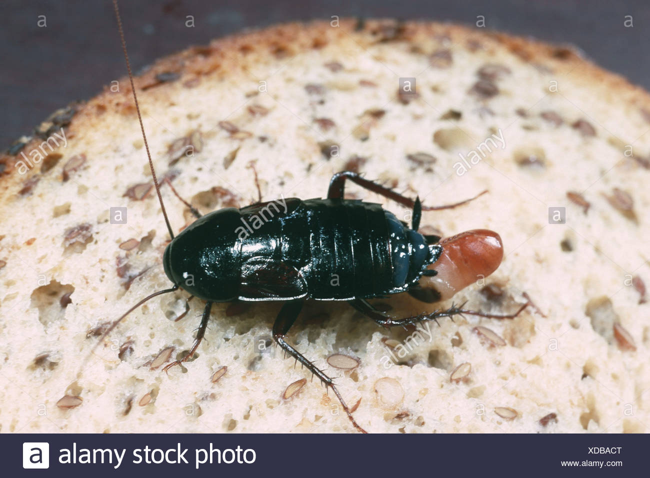 Cockroach Egg High Resolution Stock Photography and Images - Alamy