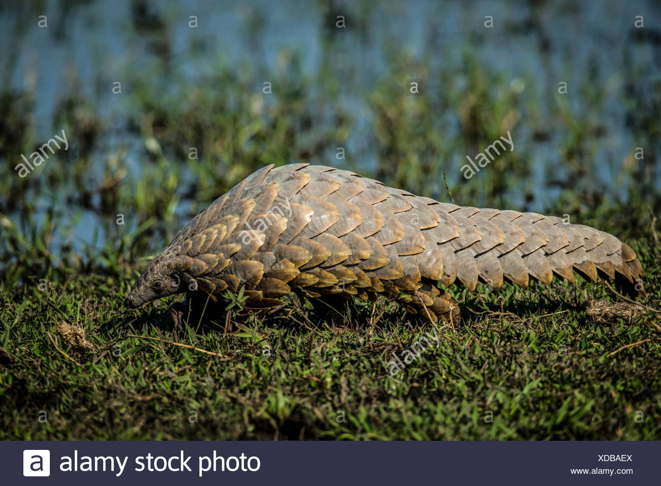 Pangolin Stock Photos & Pangolin Stock Images - Alamy