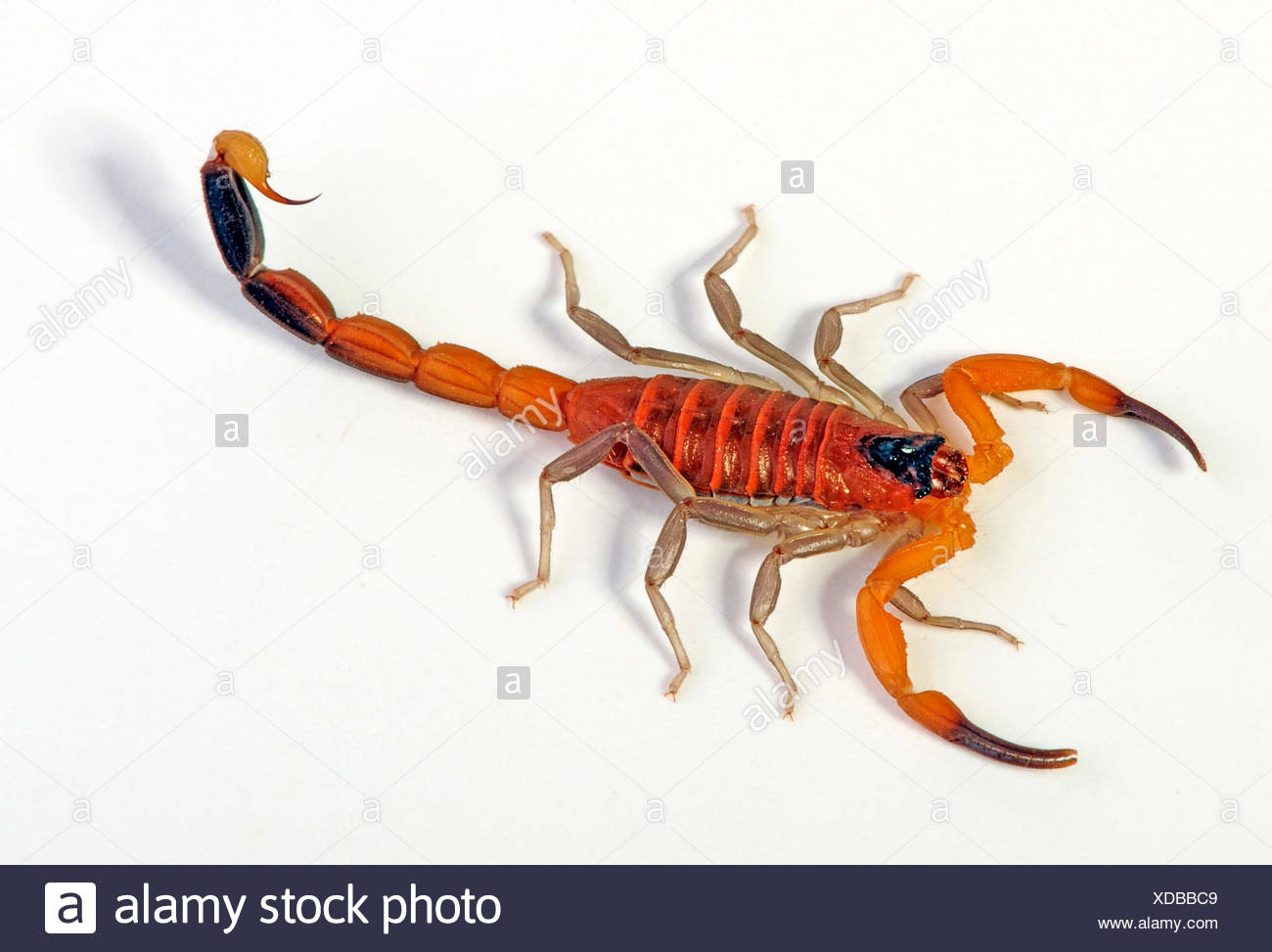 Red Scorpion Stock Photos & Red Scorpion Stock Images - Alamy