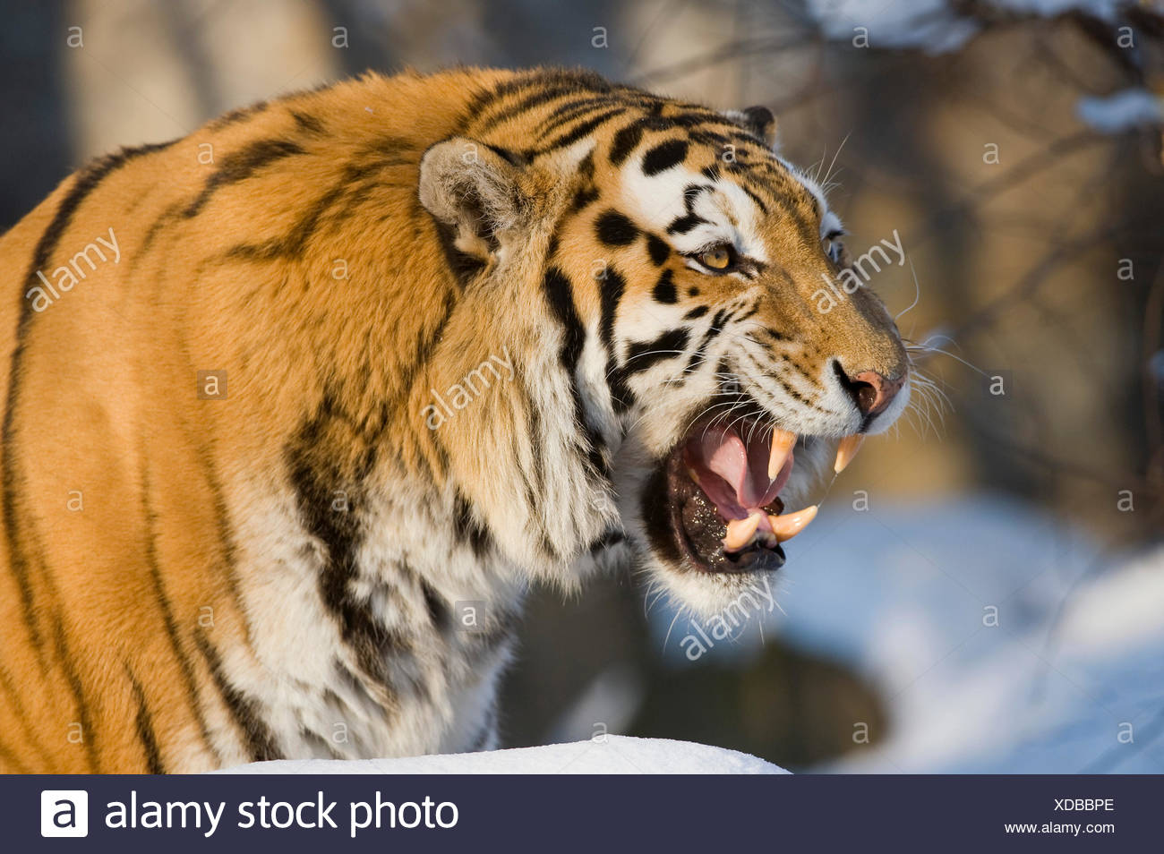Baring His Teeth High Resolution Stock Photography and Images - Alamy