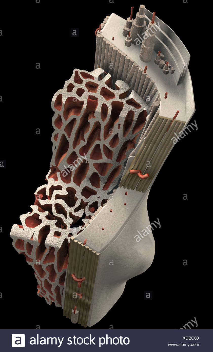 Compact Bone Stock Photos & Compact Bone Stock Images - Alamy