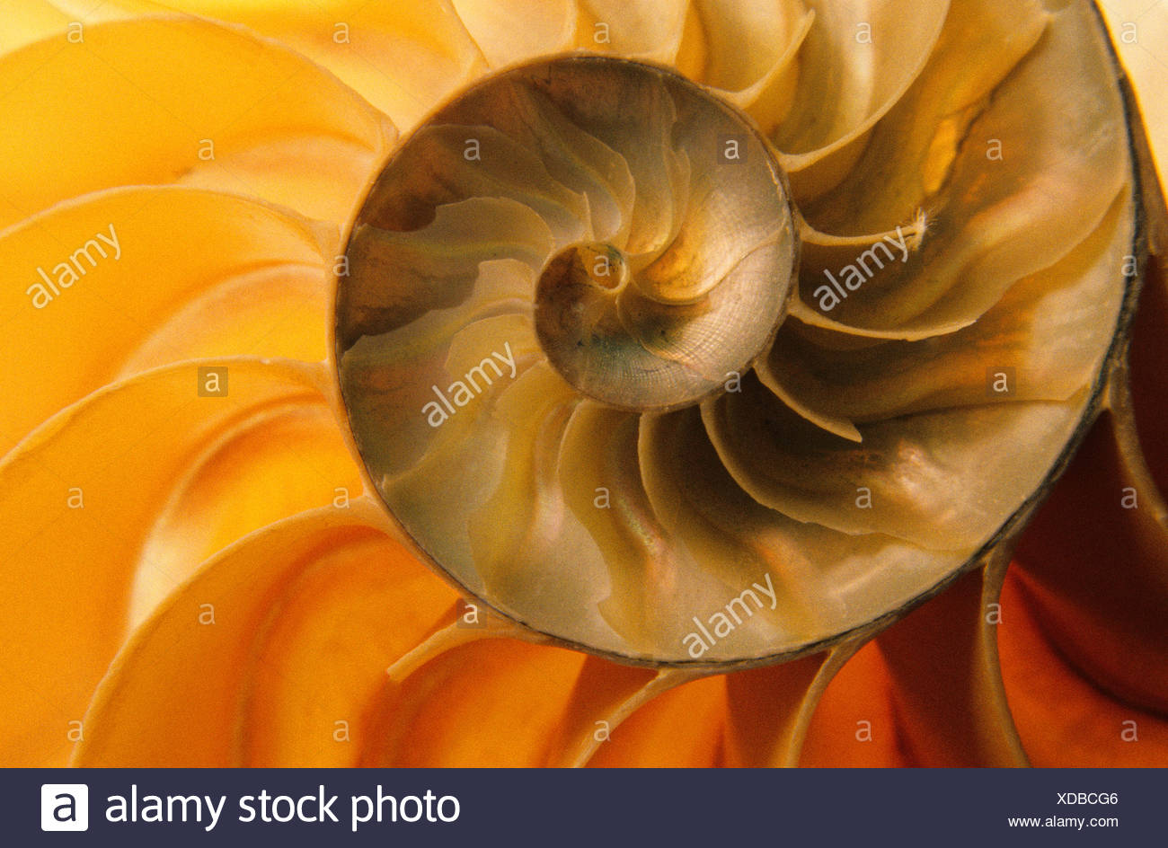 Shell Inside High Resolution Stock Photography and Images - Alamy