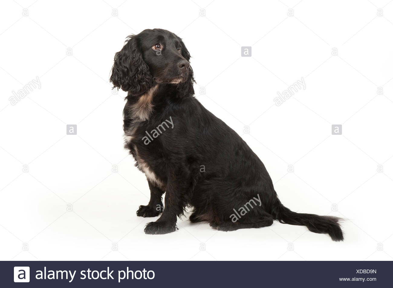 Sprocker Spaniel High Resolution Stock Photography and Images - Alamy