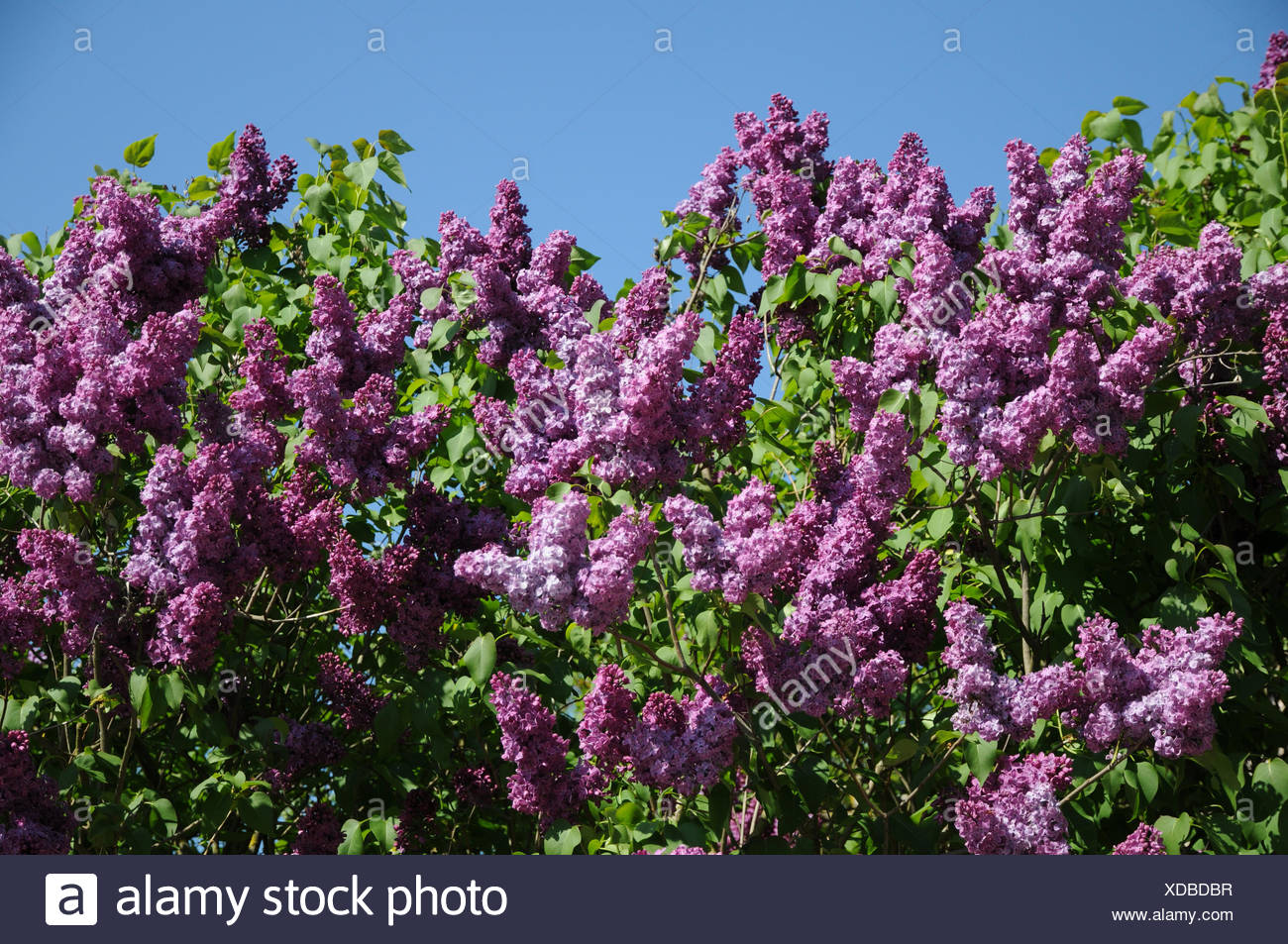 Syringa Vulgaris Stock Photos & Syringa Vulgaris Stock Images - Alamy