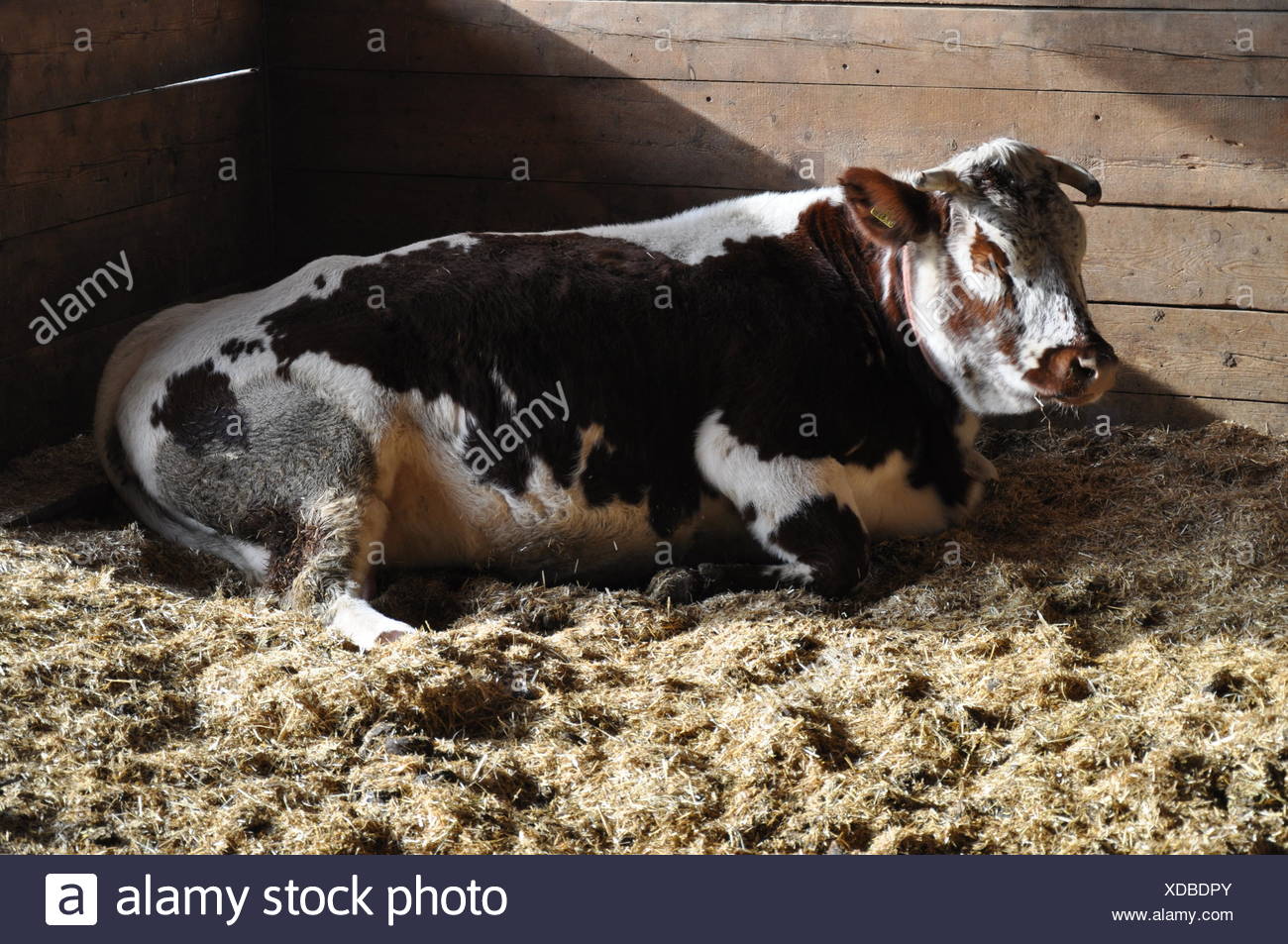 Bovine Bull Stock Photos & Bovine Bull Stock Images - Alamy