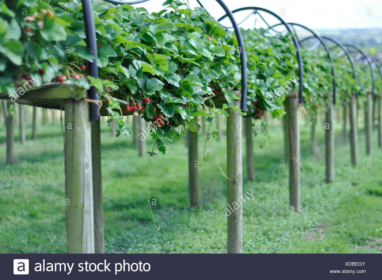 Row Of Plants High Resolution Stock Photography and Images - Alamy