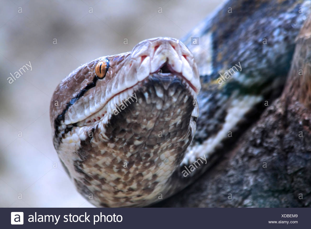 Netzpython High Resolution Stock Photography and Images - Alamy