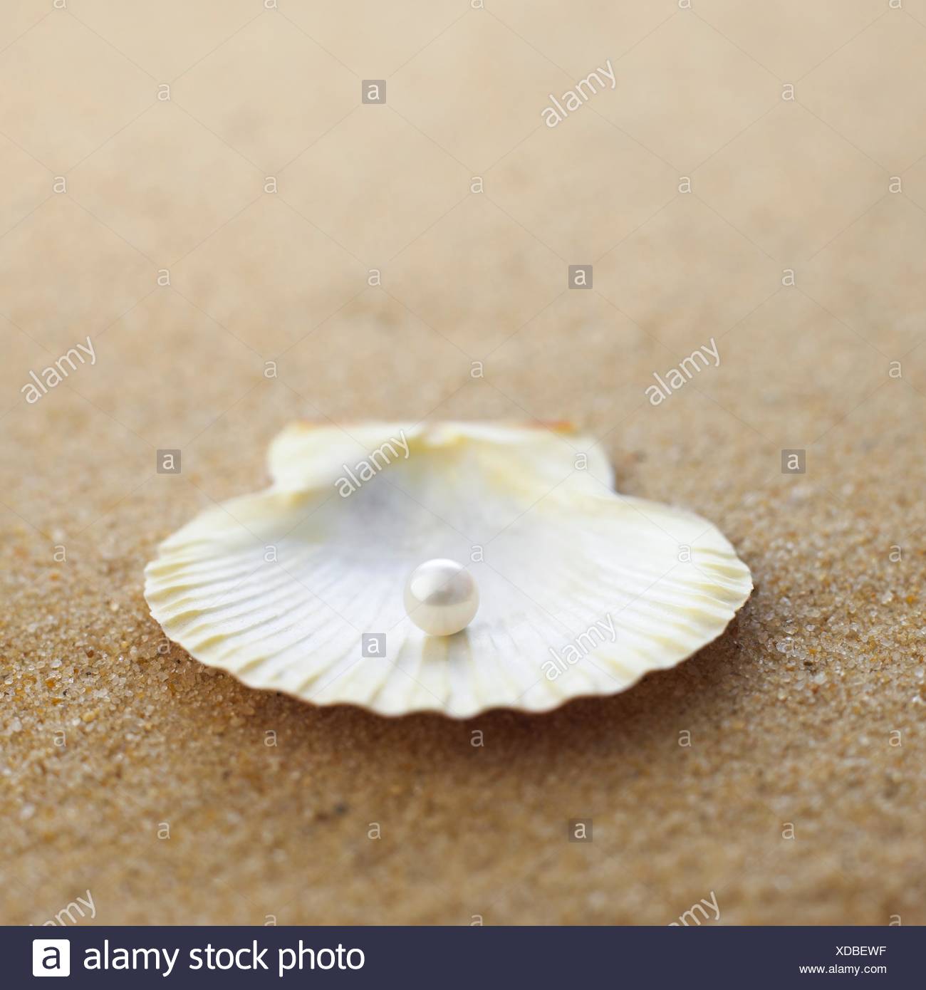 Clam Shell And Sand High Resolution Stock Photography and Images - Alamy
