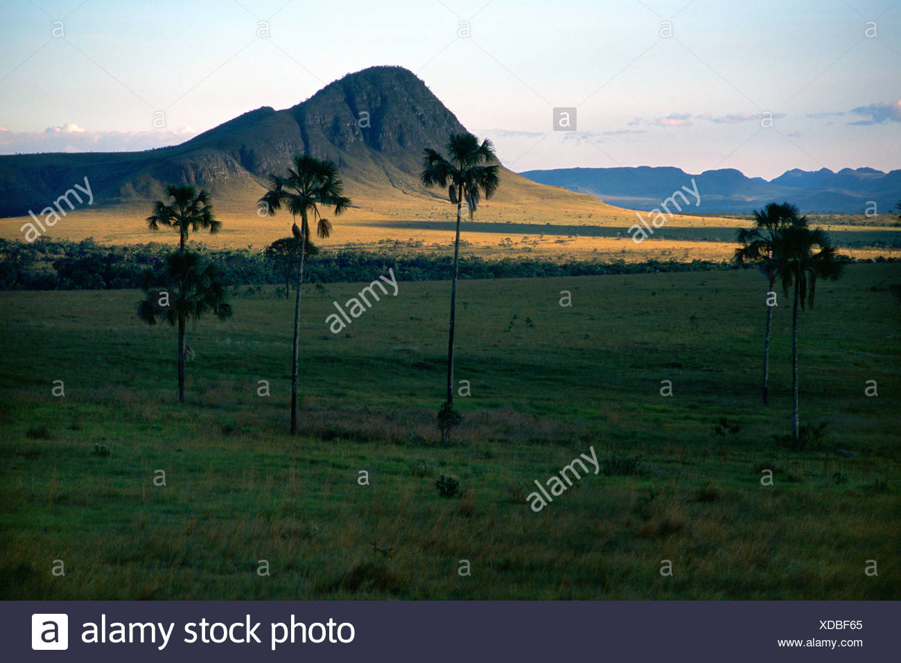 Cerrado High Resolution Stock Photography and Images - Alamy