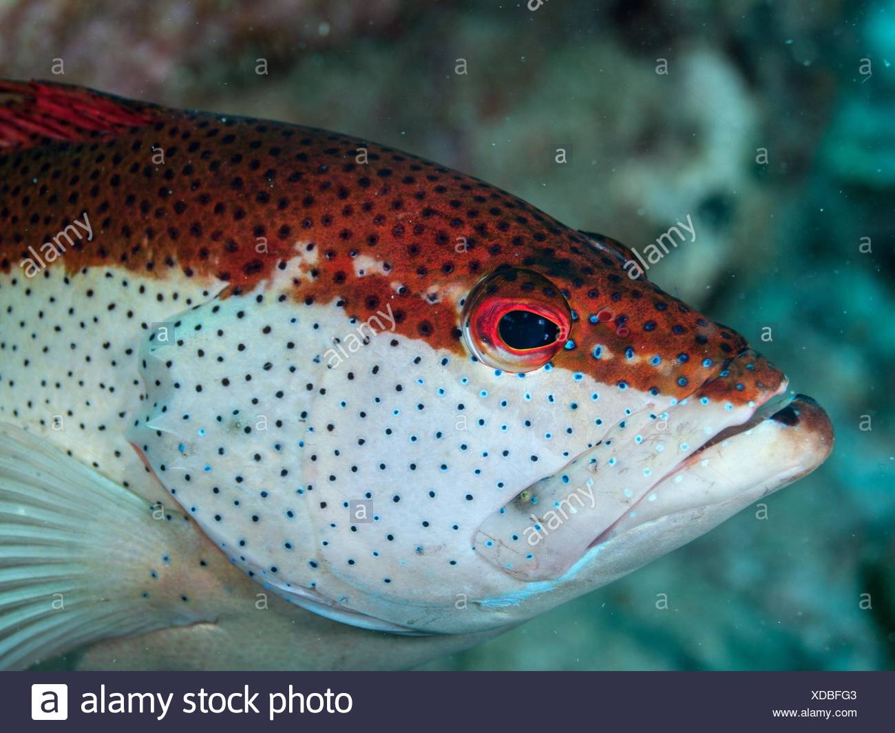 Red Color Phase High Resolution Stock Photography and Images - Alamy