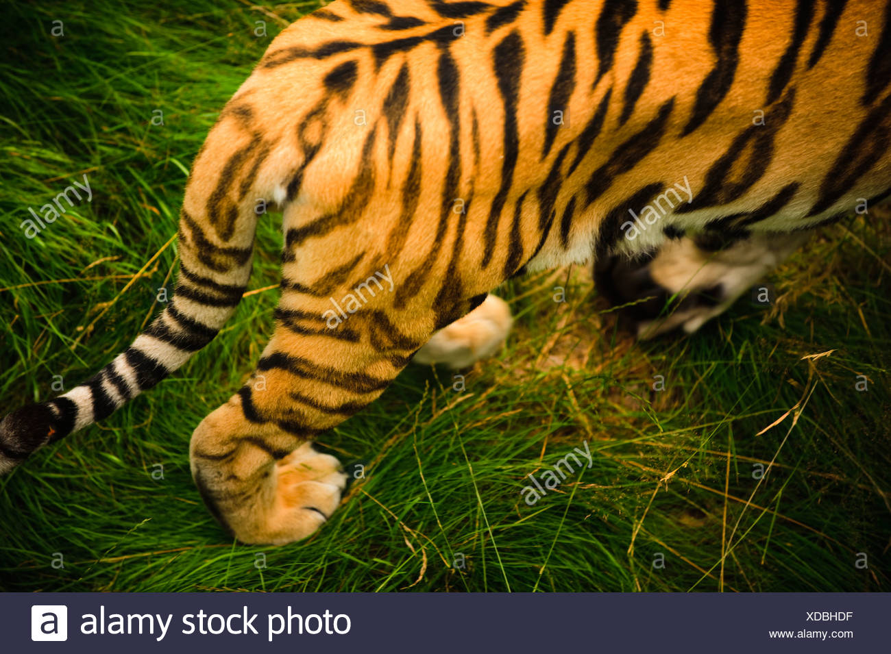 Tiger Top Angle View High Resolution Stock Photography and Images - Alamy