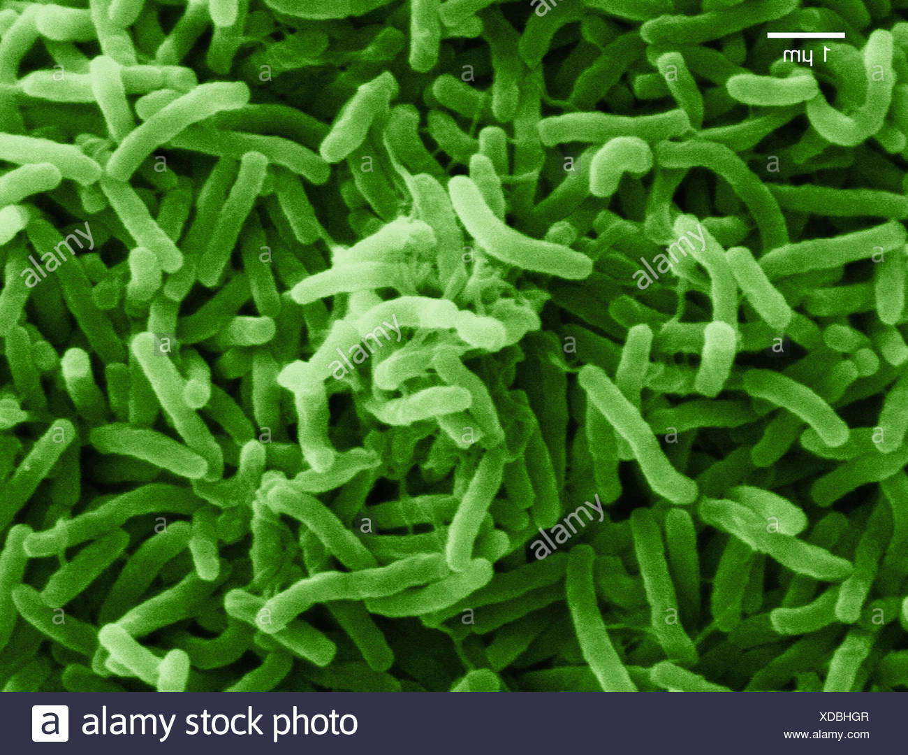 Micrograph Bacteria High Resolution Stock Photography and Images - Alamy