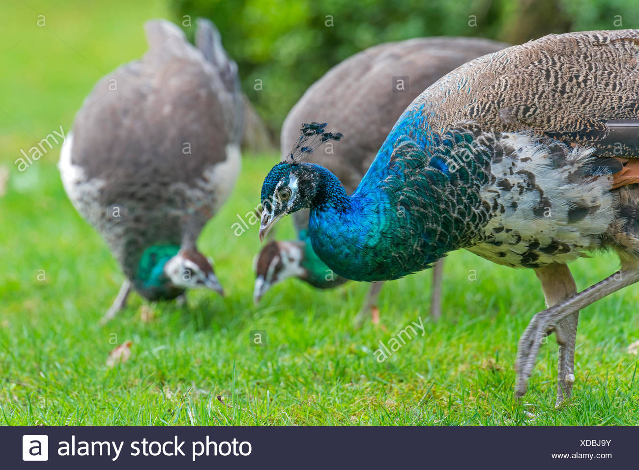 Young Peafowls On The Feed High Resolution Stock Photography and Images ...