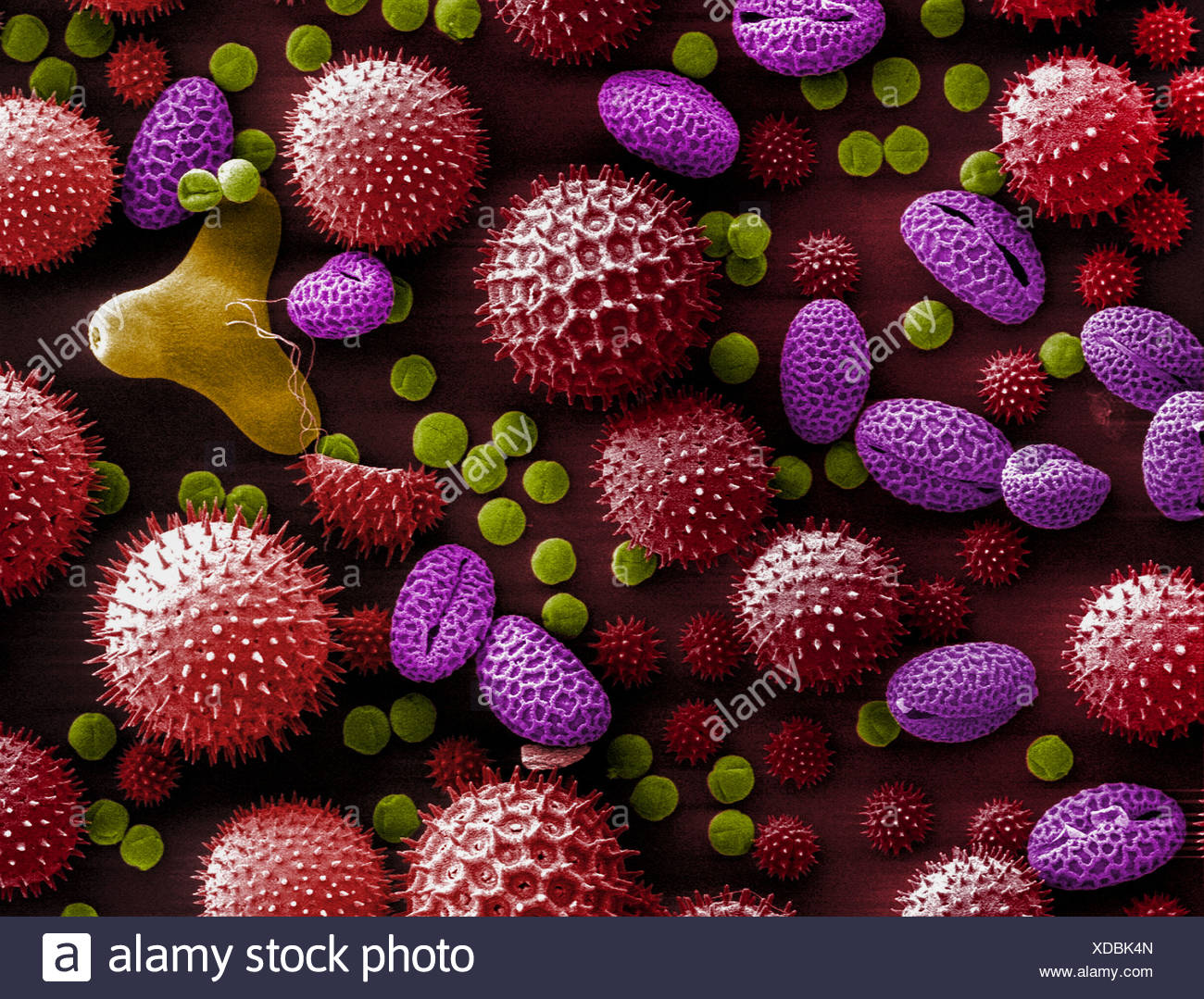 Pollen Sem High Resolution Stock Photography and Images - Alamy