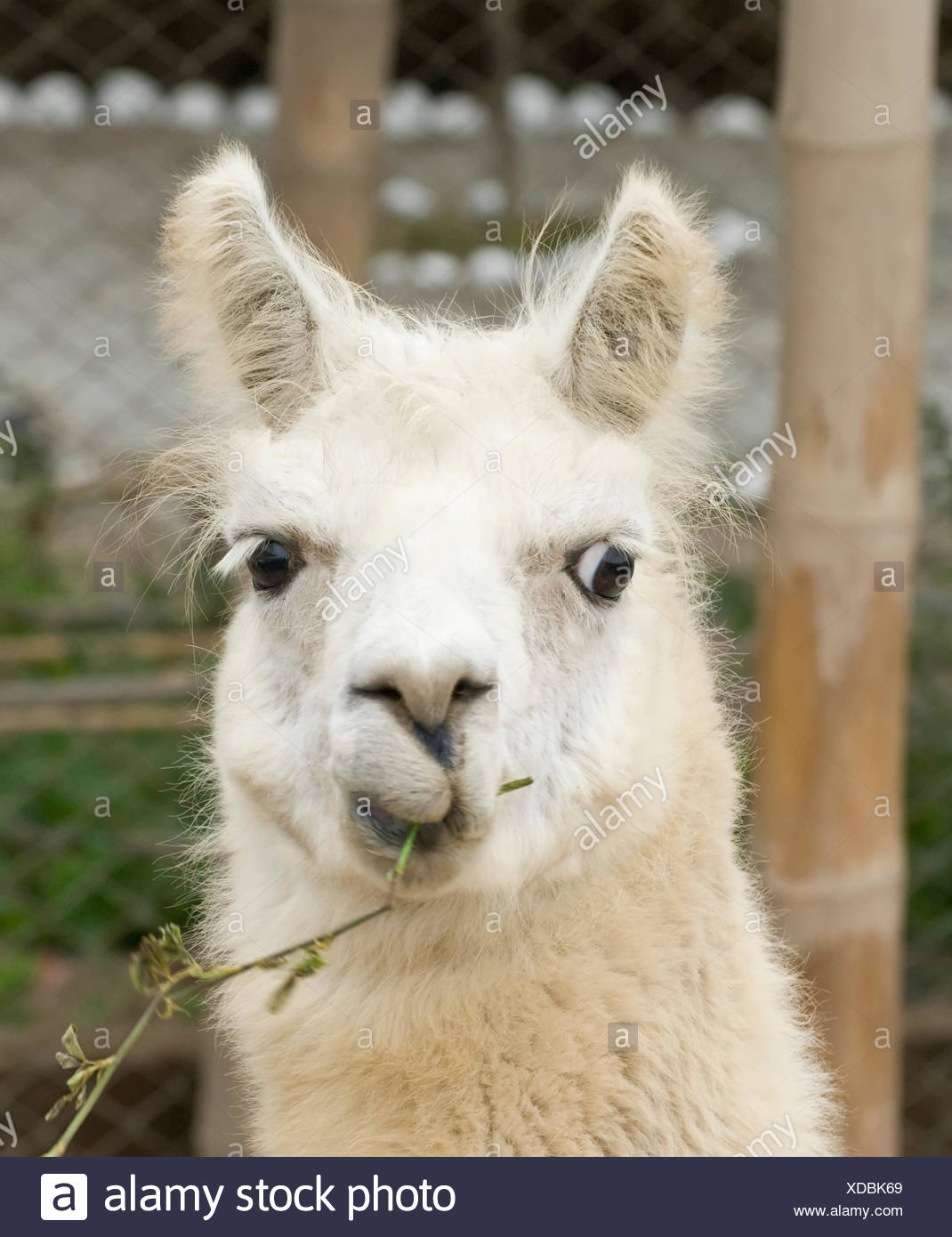 Funny Llama High Resolution Stock Photography and Images - Alamy