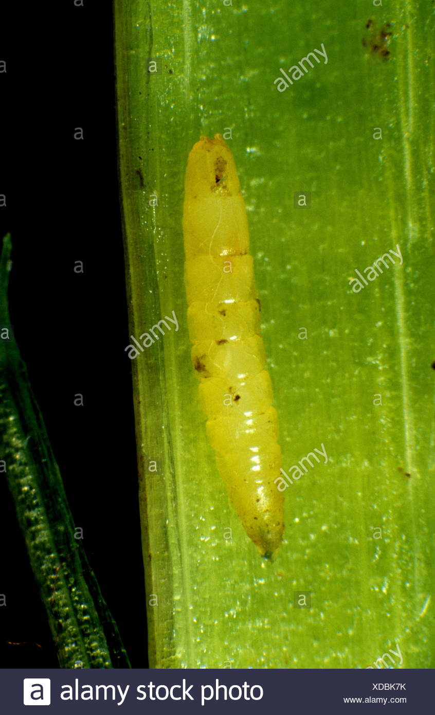 Oscinella Frit High Resolution Stock Photography and Images - Alamy