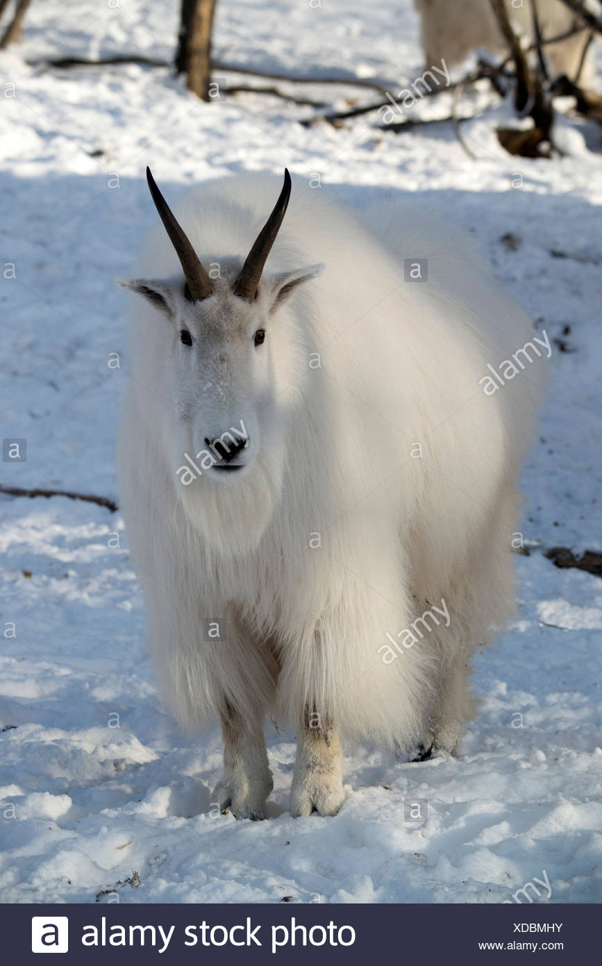 Mountain Goat Animal Snow Winter Canada White Stock Photos & Mountain ...