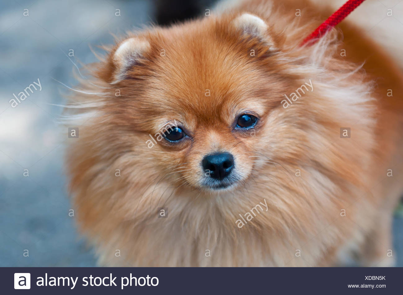 German Spitz Stock Photos & German Spitz Stock Images - Alamy
