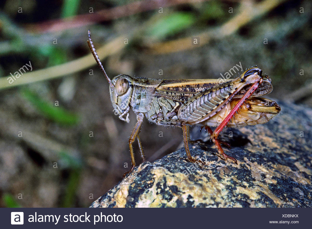 Male Locust High Resolution Stock Photography and Images - Alamy