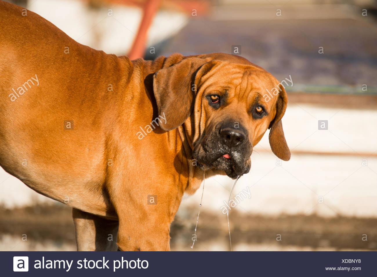 Boerboel Boerbull High Resolution Stock Photography and Images - Alamy