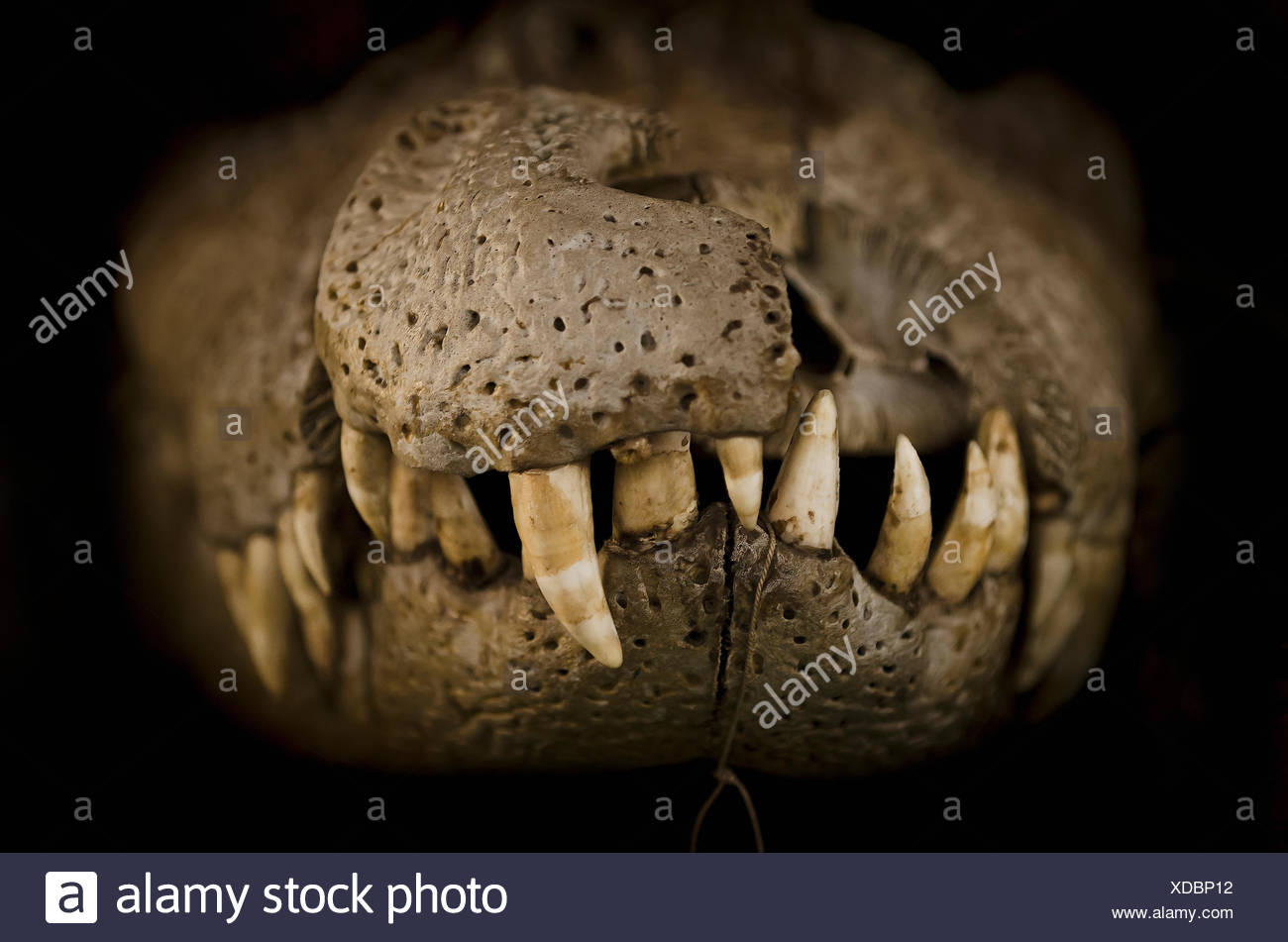 Dead Caiman High Resolution Stock Photography and Images - Alamy