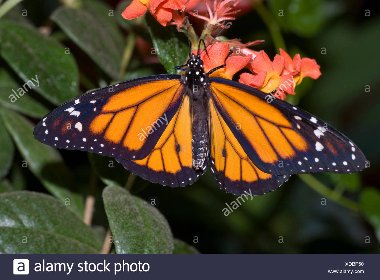 Monarch And Milkweeds High Resolution Stock Photography and Images - Alamy