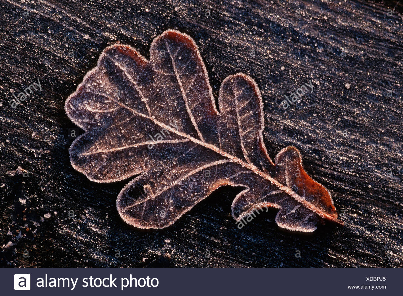 Eichenblatt High Resolution Stock Photography and Images - Alamy