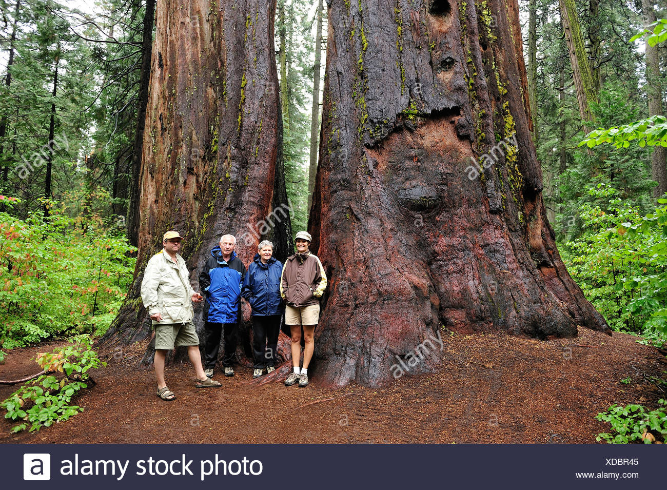 Calaveras Grove Stock Photos & Calaveras Grove Stock Images - Alamy