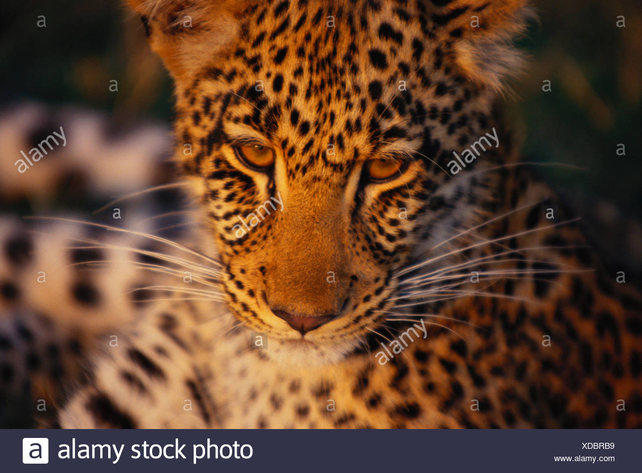 Leopard Ears High Resolution Stock Photography and Images - Alamy