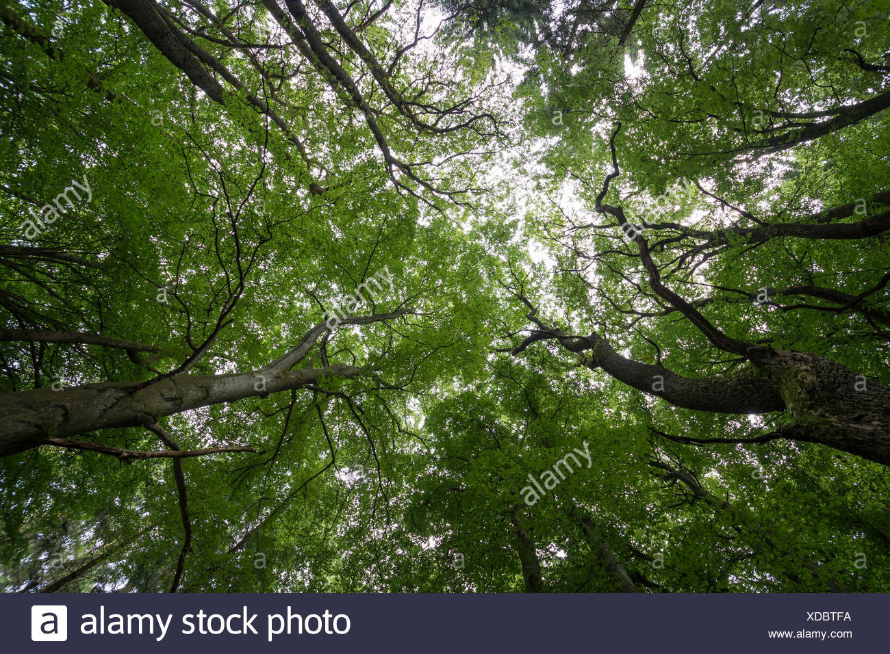 Mixed Tree Canopy High Resolution Stock Photography and Images - Alamy