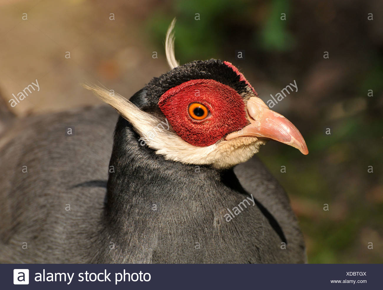 Blue Ear High Resolution Stock Photography and Images - Alamy