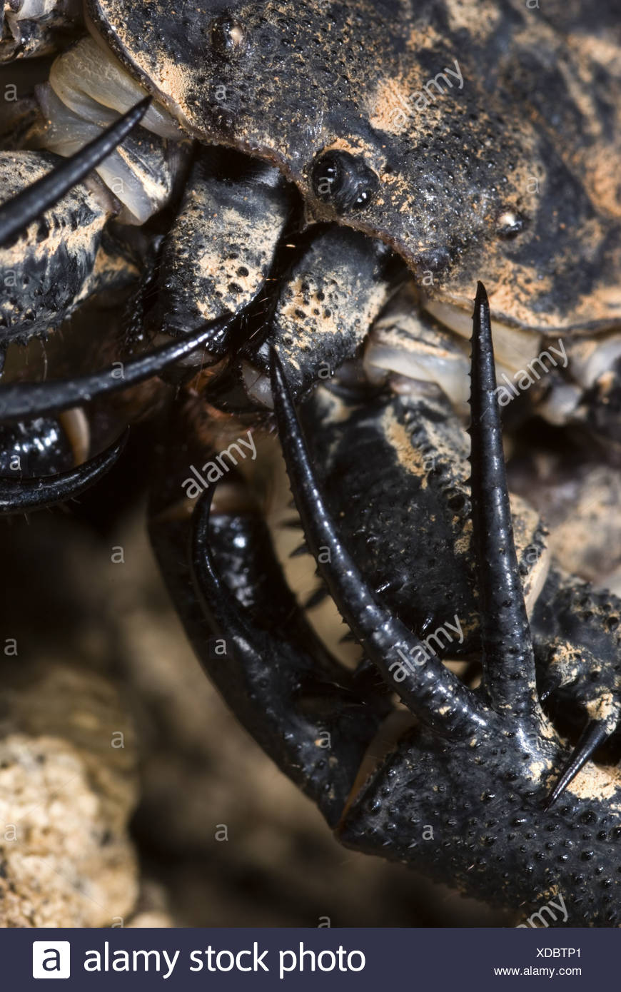 Scorpion Face High Resolution Stock Photography and Images - Alamy
