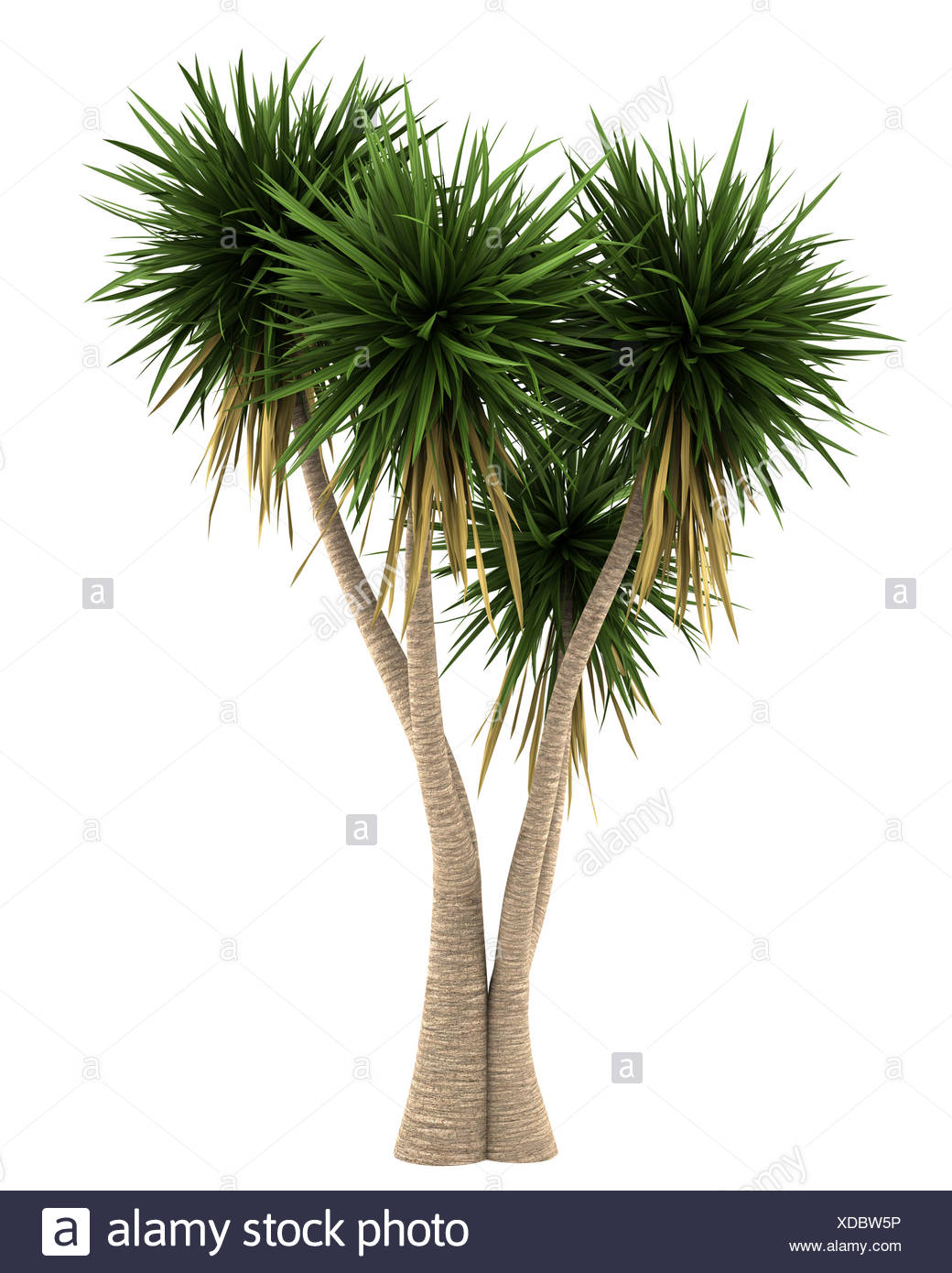 Yucca Palm Tree Stock Photos & Yucca Palm Tree Stock Images - Alamy