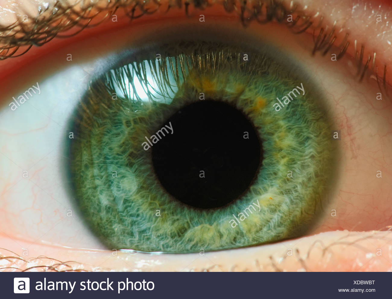 Retina Stock Photos & Retina Stock Images - Alamy