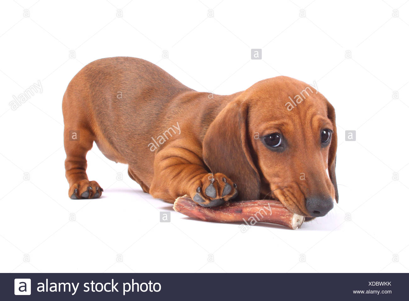 Smooth Dachshunds High Resolution Stock Photography and Images - Alamy