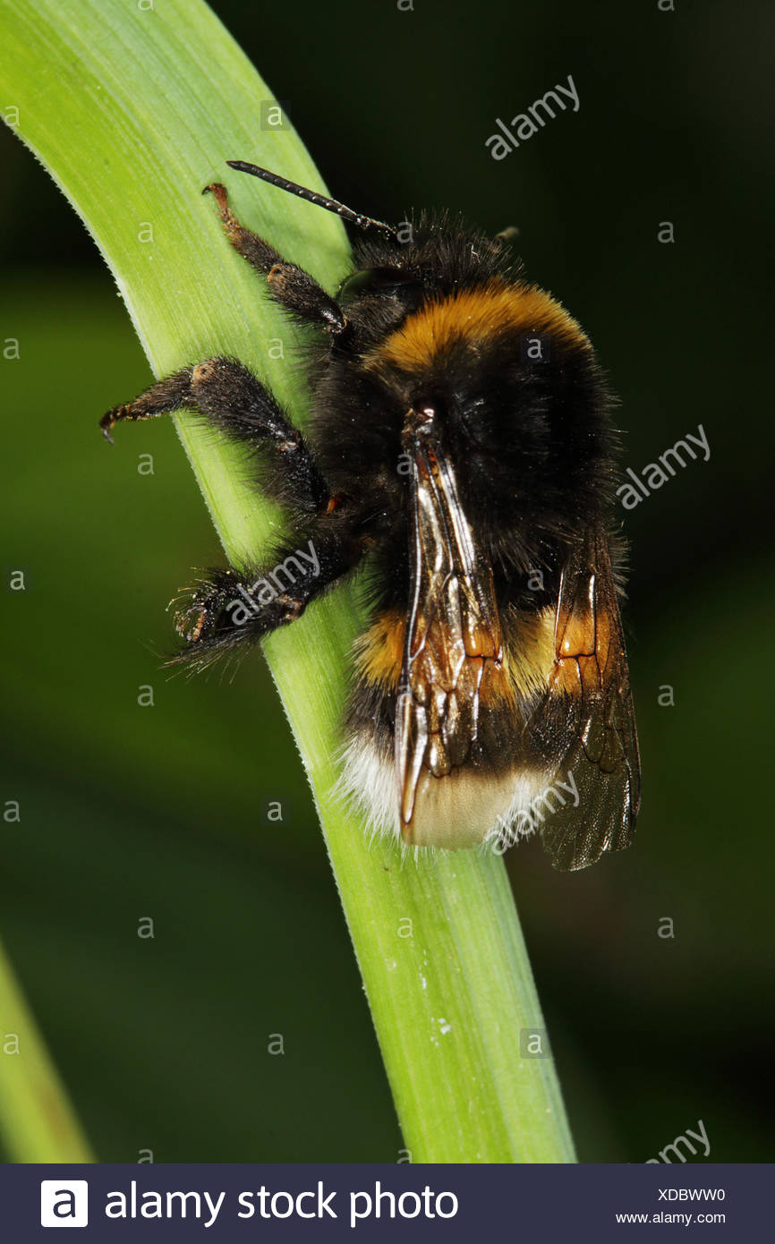 Large Earth Bumblebee High Resolution Stock Photography and Images - Alamy