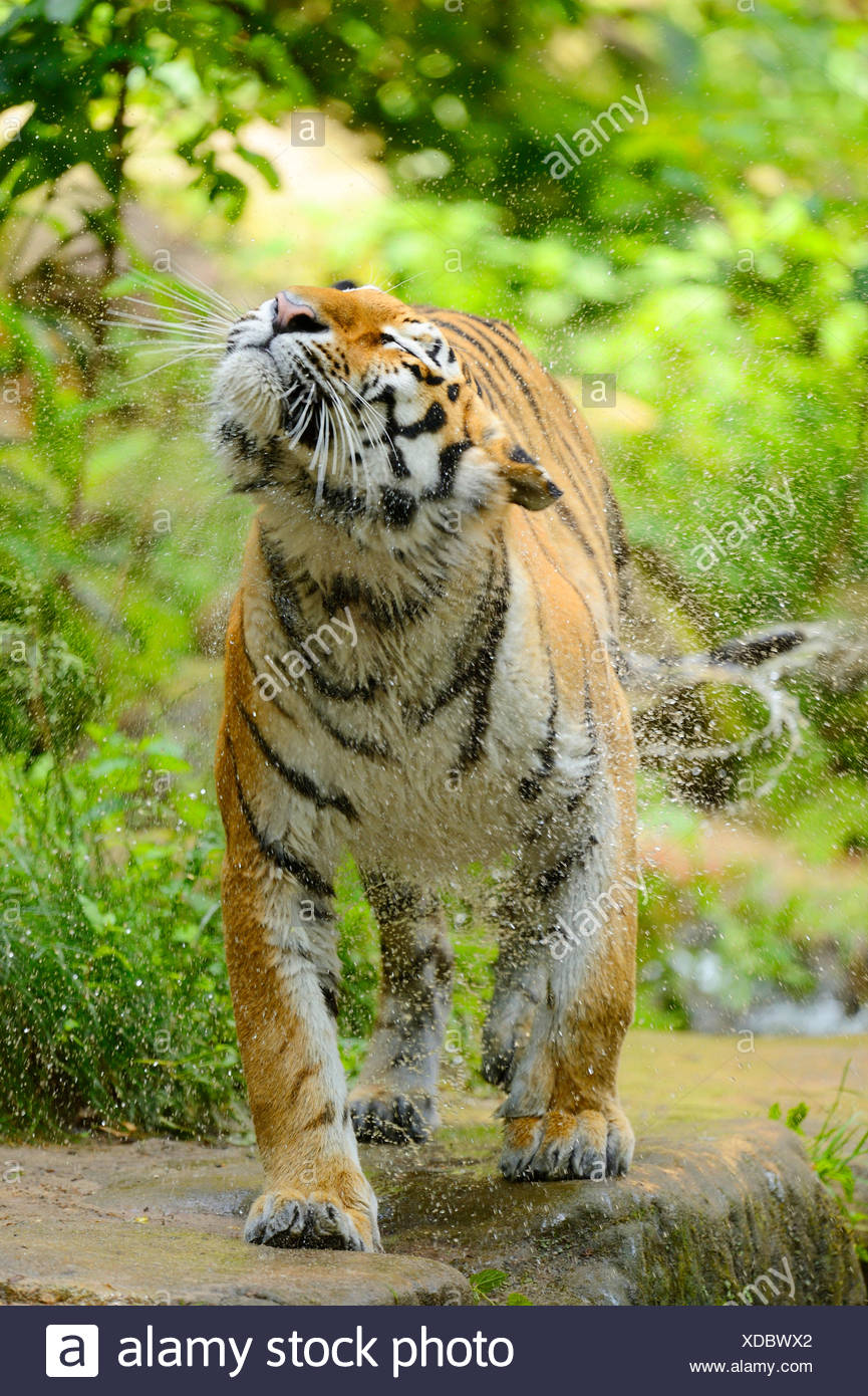 Tigers Shaking Off High Resolution Stock Photography and Images - Alamy