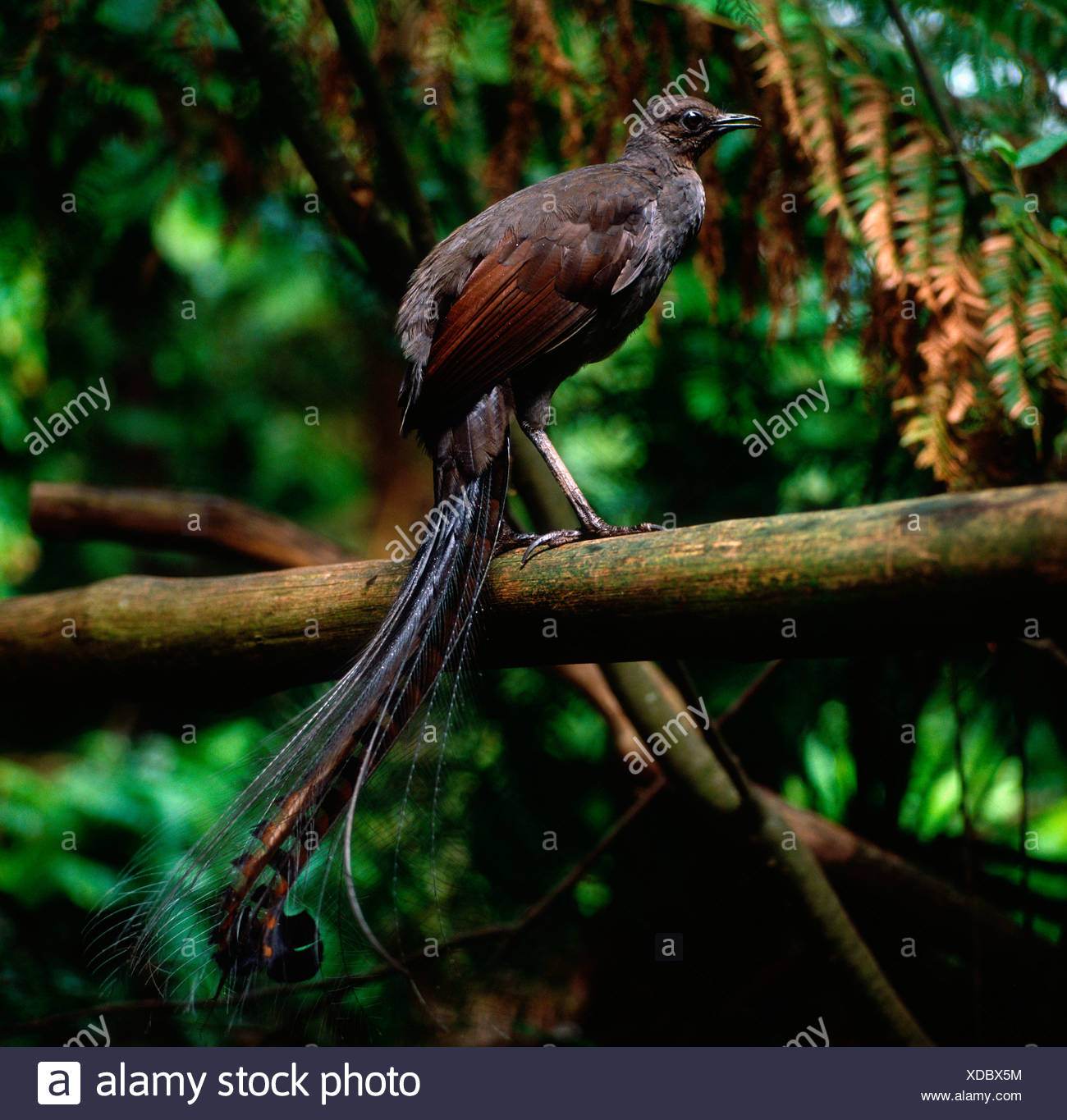 Male Superb Lyrebird High Resolution Stock Photography and Images - Alamy