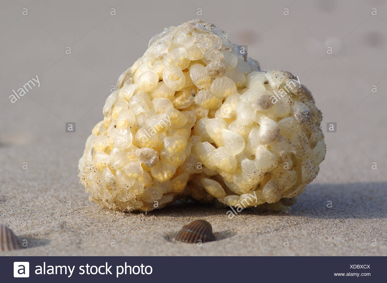 Whelk Egg Case High Resolution Stock Photography and Images - Alamy