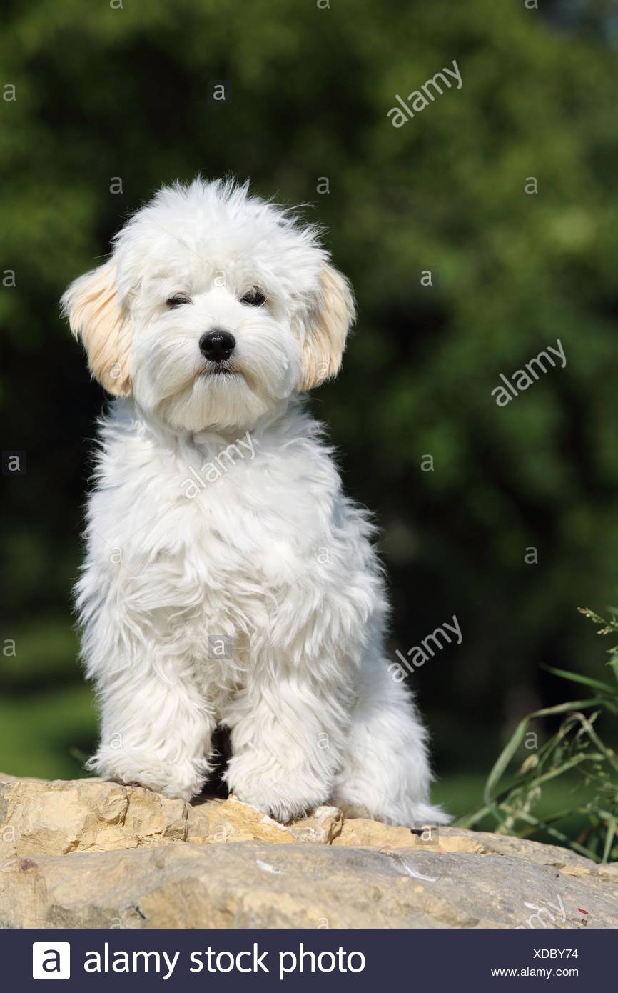 Maltipoo High Resolution Stock Photography and Images - Alamy