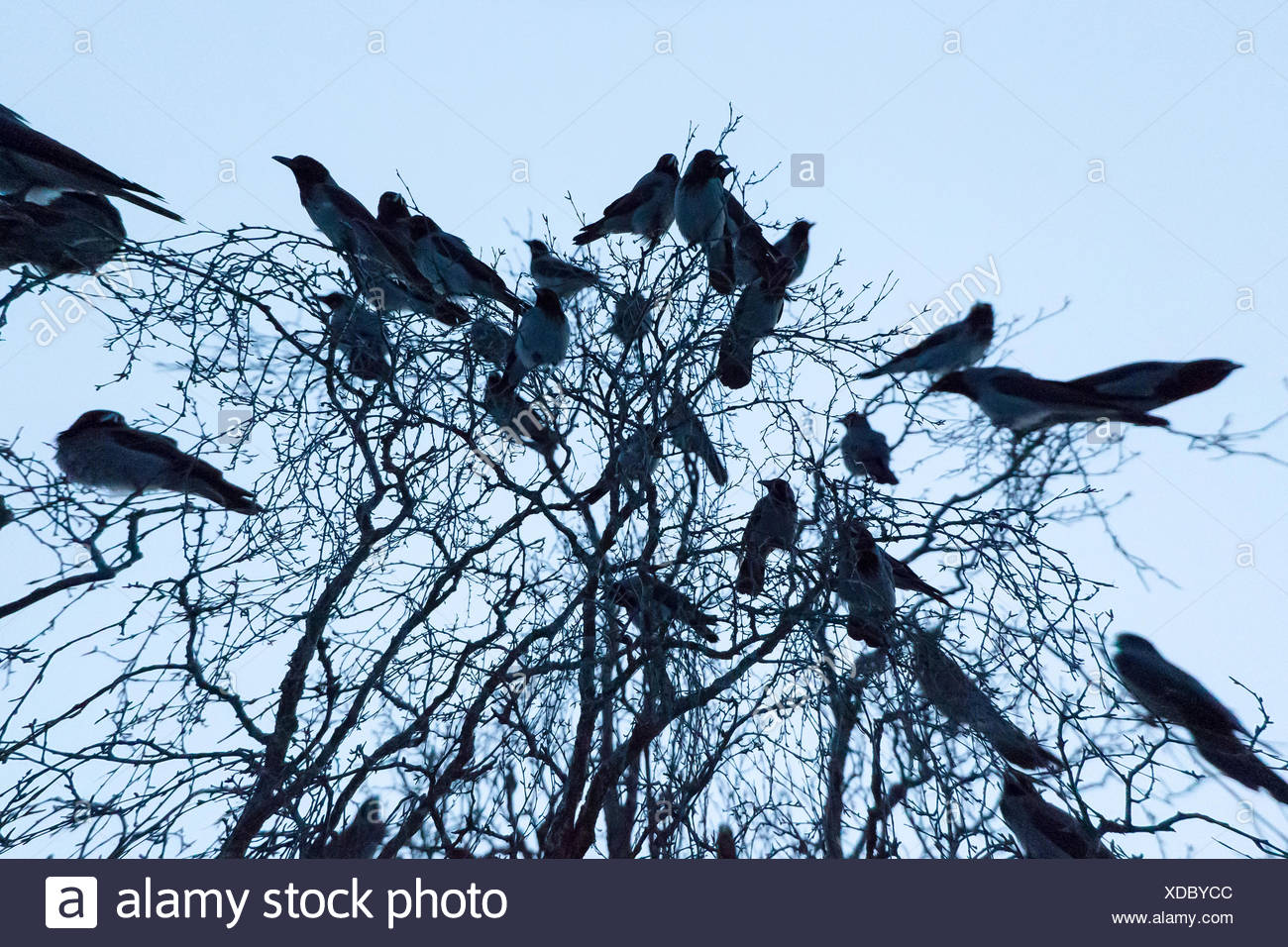 Crows Sitting On Tree Stock Photos & Crows Sitting On Tree Stock Images ...