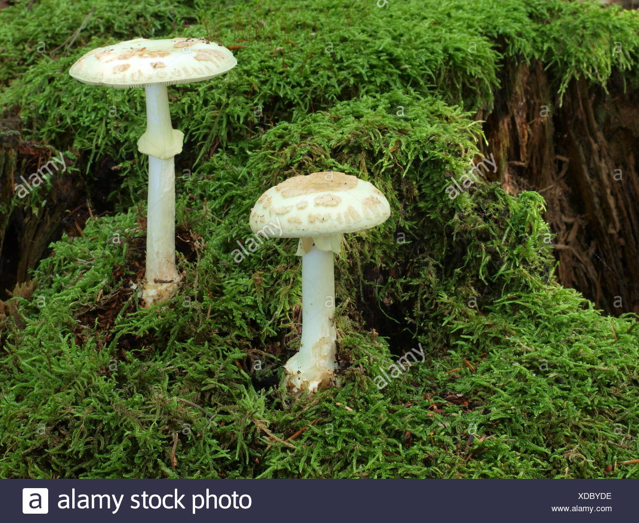 Deathcap Mushroom High Resolution Stock Photography and Images - Alamy
