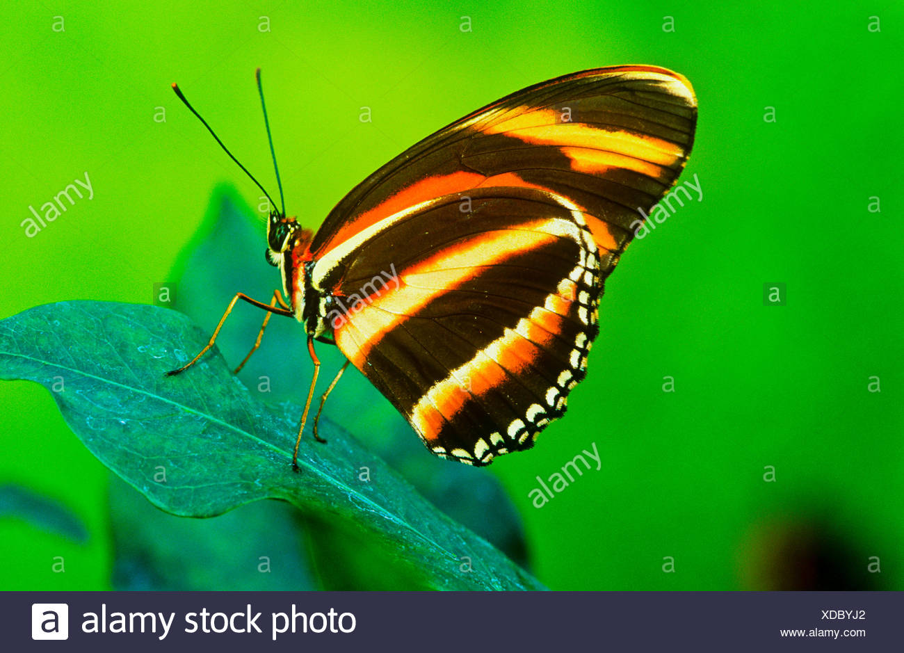 Brazil Butterfly High Resolution Stock Photography and Images - Alamy