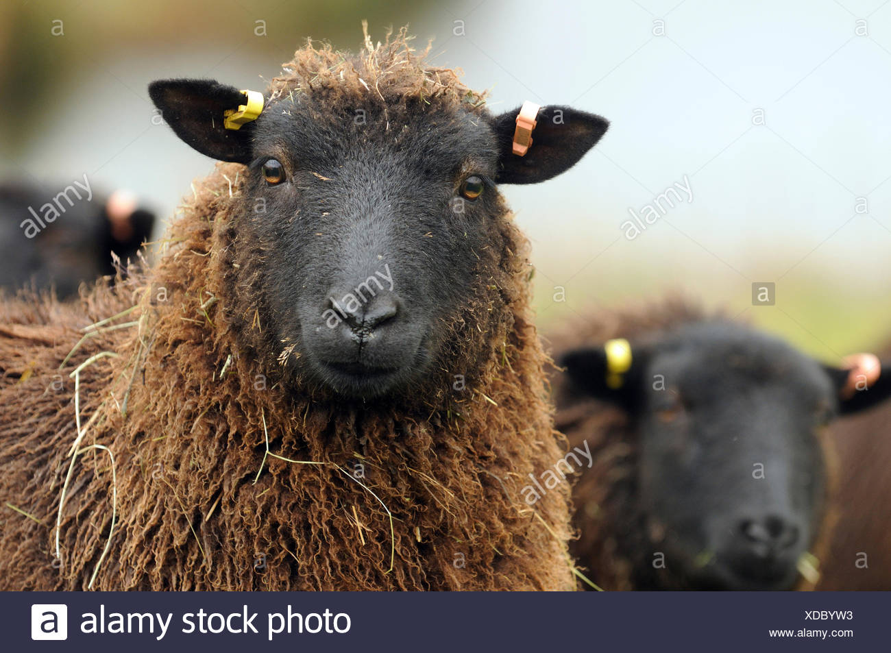 Black Welsh Mountain Sheep High Resolution Stock Photography and Images ...