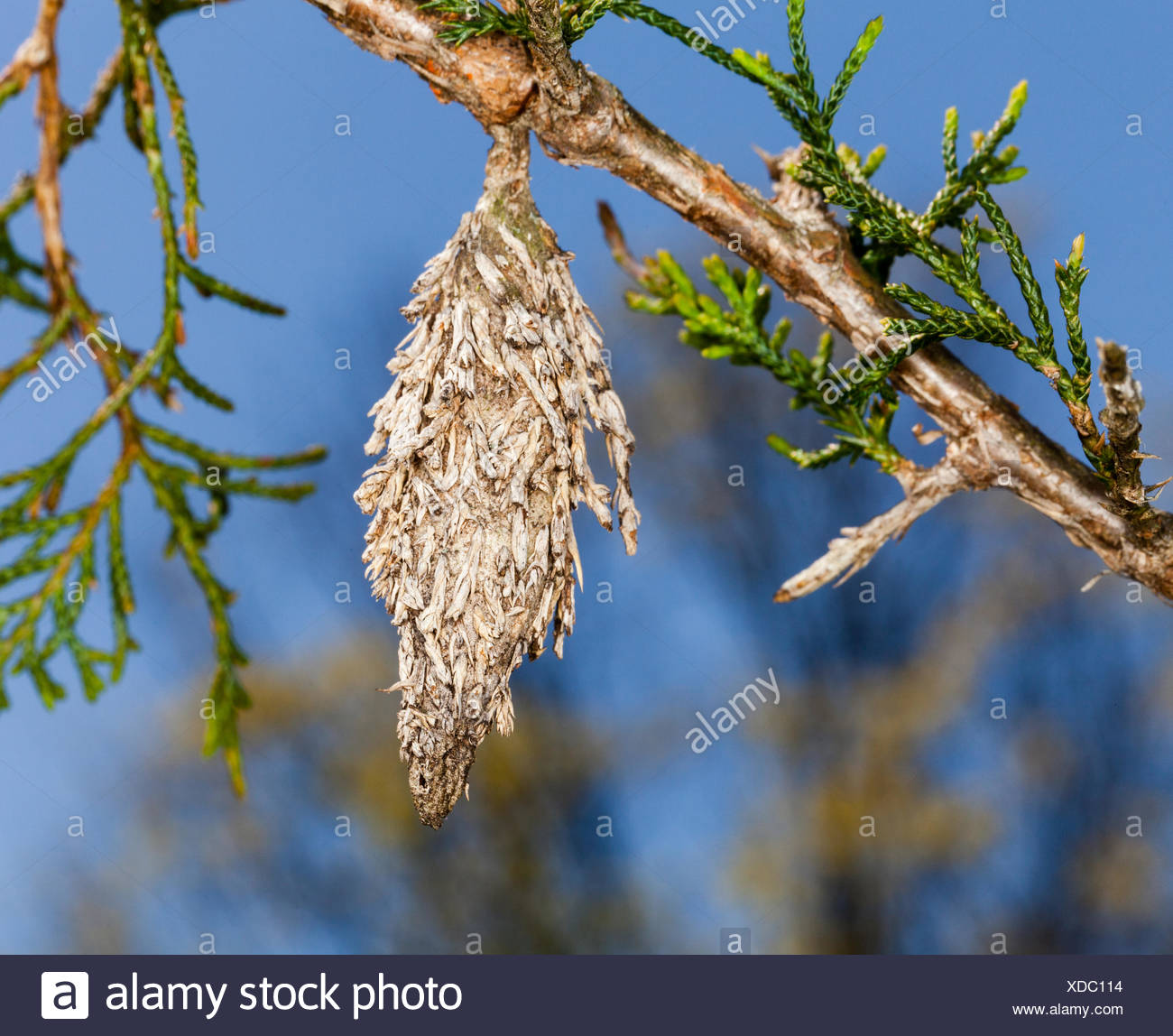 Pine Bugs High Resolution Stock Photography and Images - Alamy