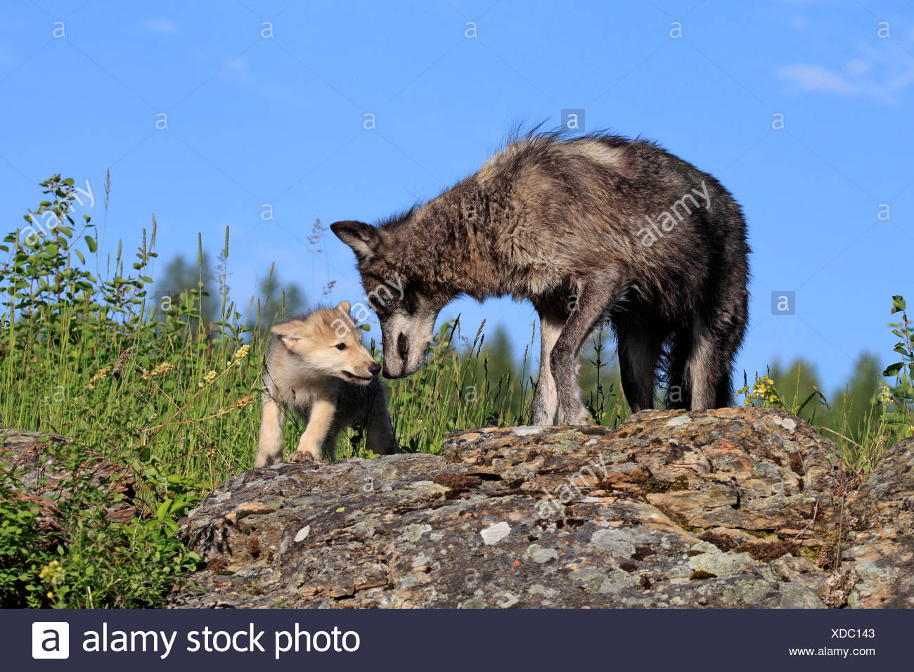 Wolf Sniffing High Resolution Stock Photography and Images - Alamy