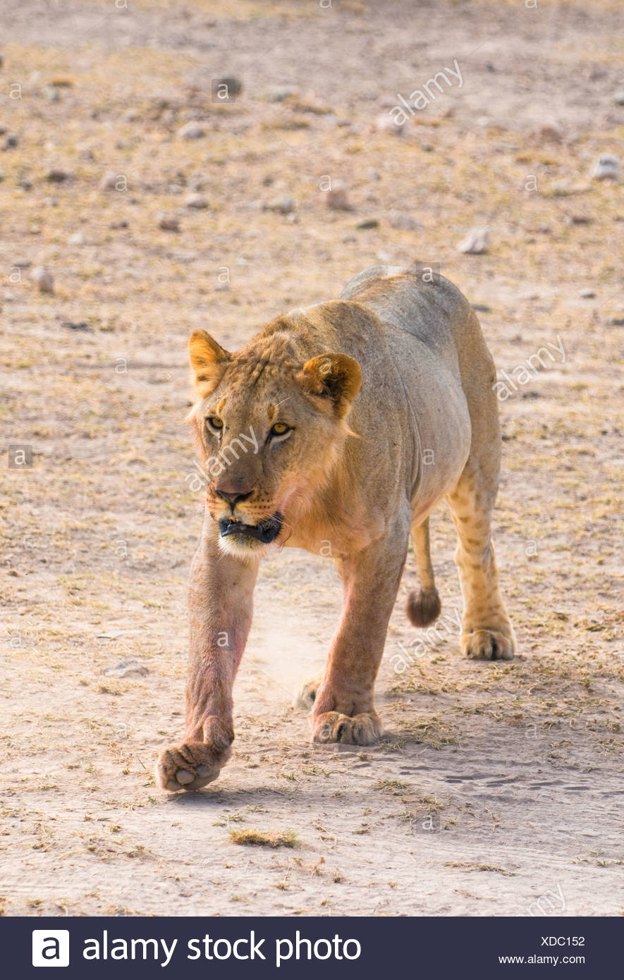 Amboseli Lion High Resolution Stock Photography and Images - Alamy