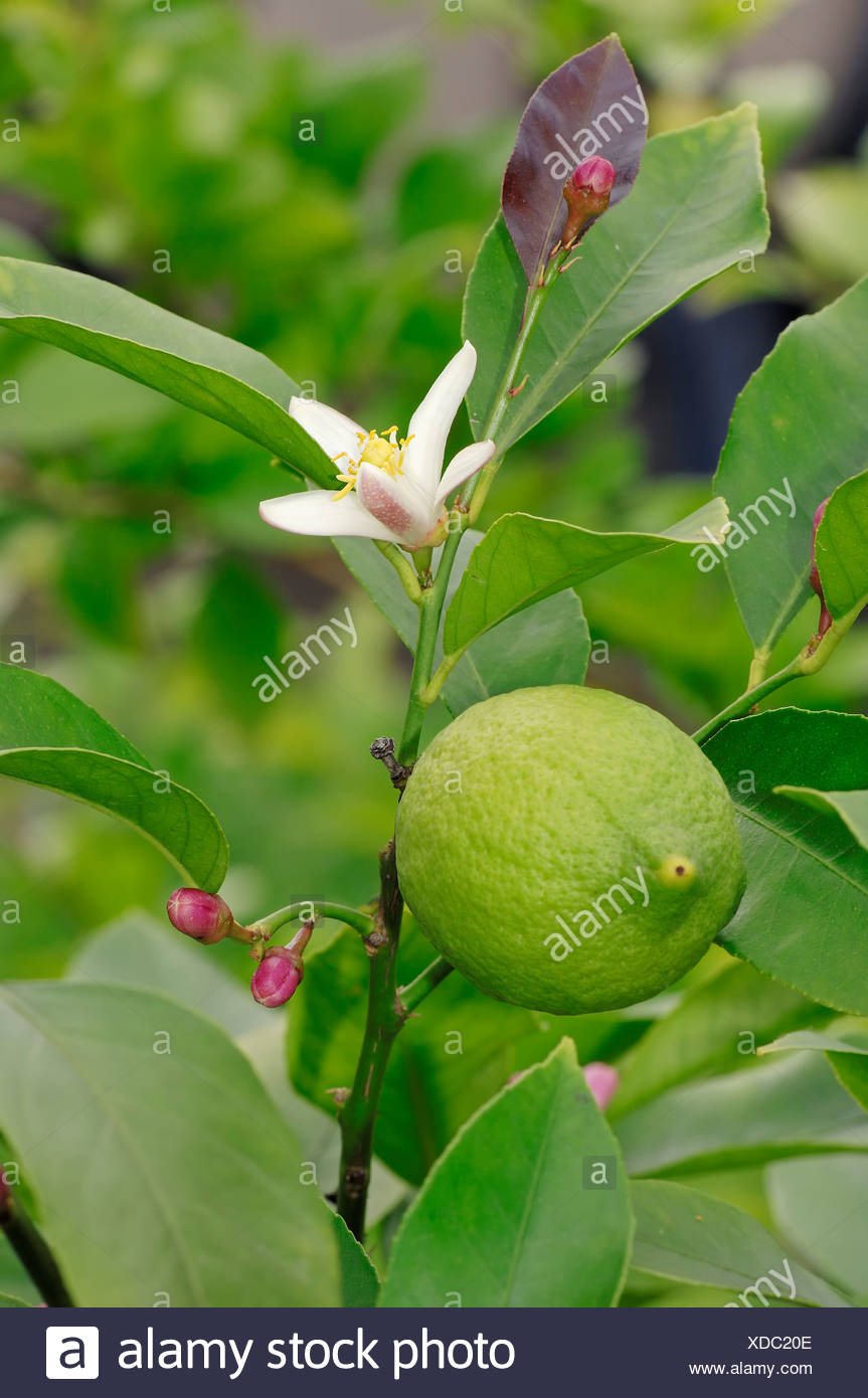Limon High Resolution Stock Photography and Images - Alamy