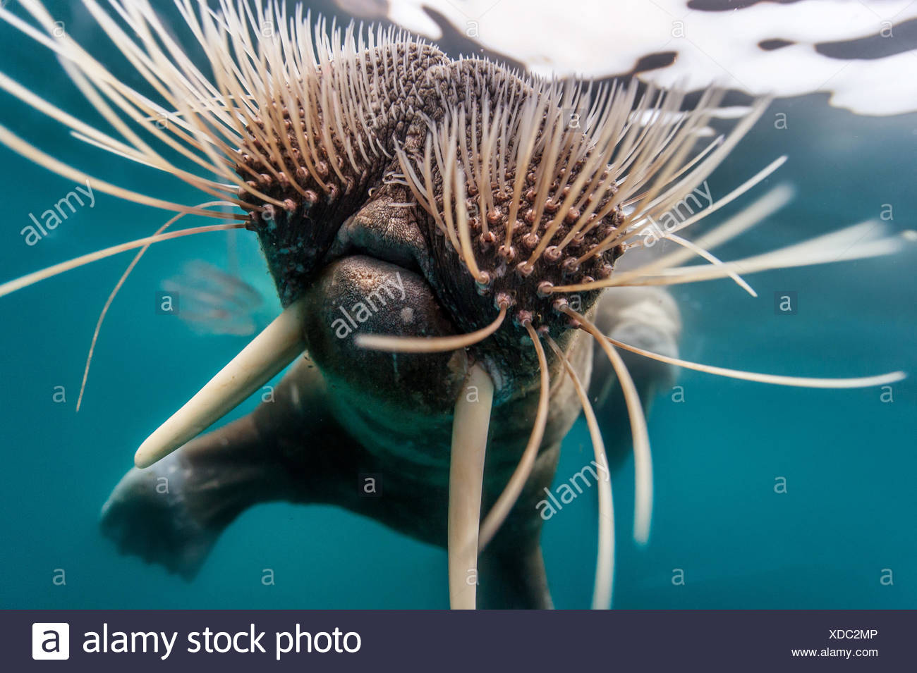 Walrus Swimming Underwater High Resolution Stock Photography and Images ...