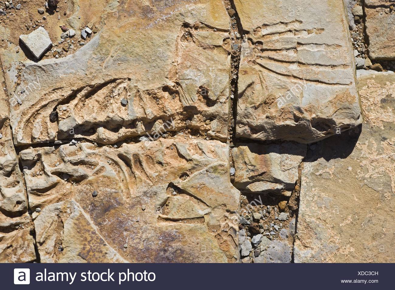 Mesosaurus Fossils High Resolution Stock Photography and Images - Alamy